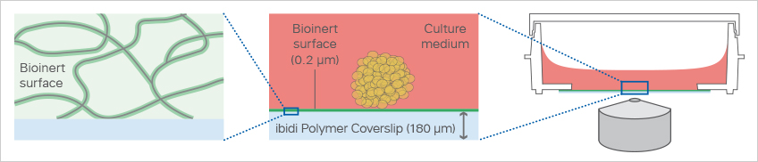 The Principle of ibidi Imaging Chambers | Chamber Surfaces | ibidi
