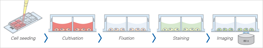 Immunofluorescence Assays | Chambered Coverslips | ibidi