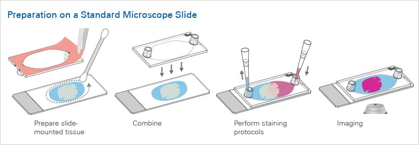 preparing microscope slides